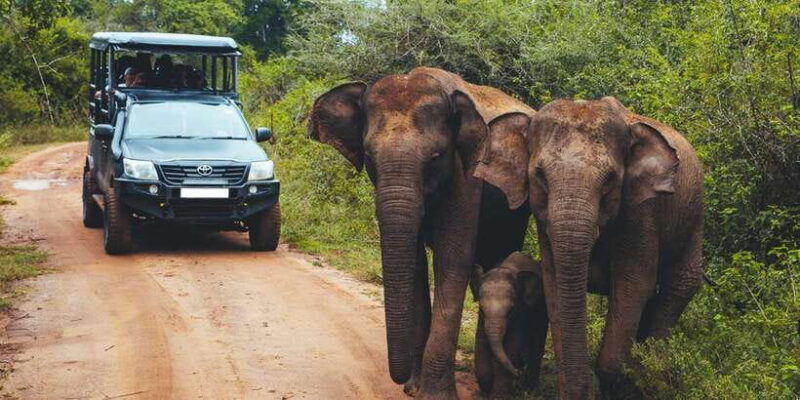 From Tangalle/Hiriketiya: Ella Transfer & Udawalawe Safari - The Udawalawe Safari: Wildlife at Its Best