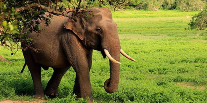 From Tangalle/Hiriketiya: Ella Transfer & Udawalawe Safari - Transitioning from Safari to Ella