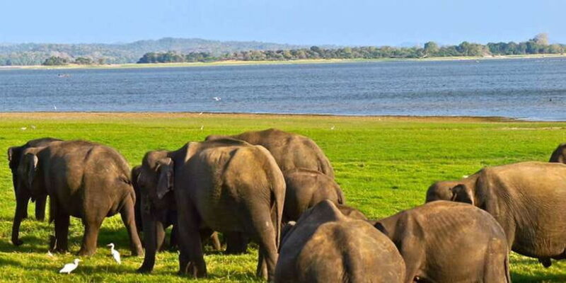 From Tangalle/Hiriketiya: Ella Transfer & Udawalawe Safari - FAQs