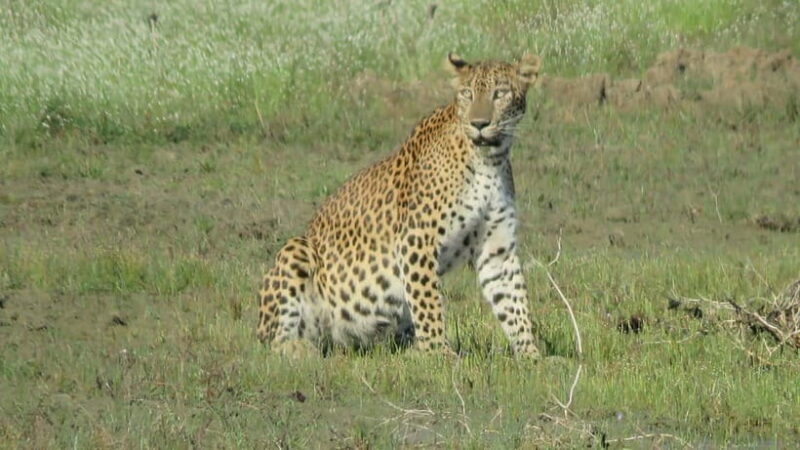 From Tangalle / Hiriketiya - Yala Safari - Drop-off : Ella - Key Points