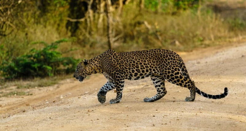 From Tangalle / Hiriketiya - Yala Safari - Drop-off : Ella - An In-Depth Look at the Yala Safari Experience