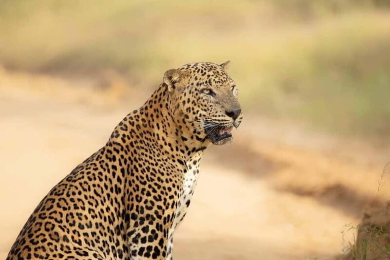 From Tangalle / Hiriketiya - Yala Safari - Drop-off : Ella - The Sum Up