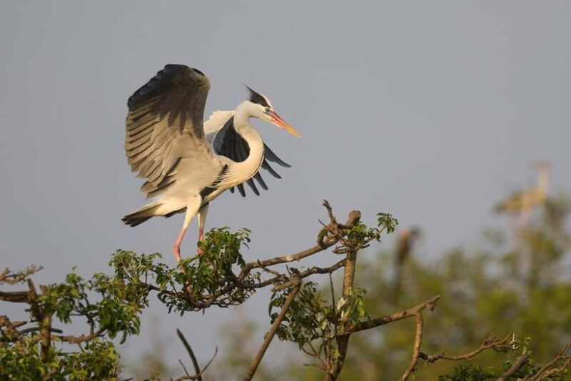 From Tangalle / Hiriketiya - Yala Safari - Drop-off : Ella - FAQ
