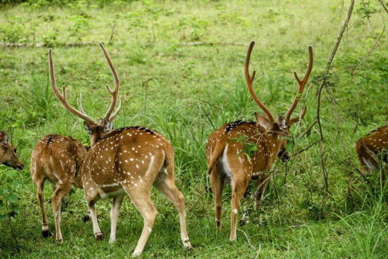 From Tangalle / Hiriketiya : Yala Safari tour & Drop - Ella - Pricing, Value, and Practical Considerations