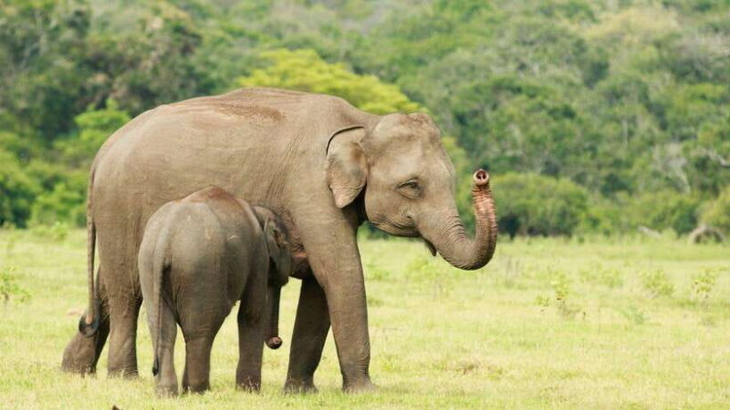 From Tangalle / Hiriketiya : Yala Safari tour & Drop - Ella - Reviews and Real Experiences