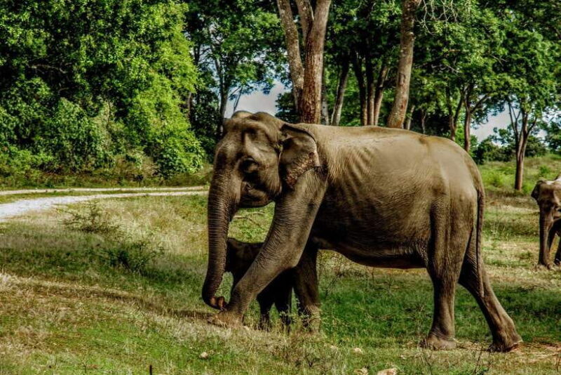 From Tangalle / Hiriketiya : Yala Safari tour & Drop - Ella - Additional Extras and Tips
