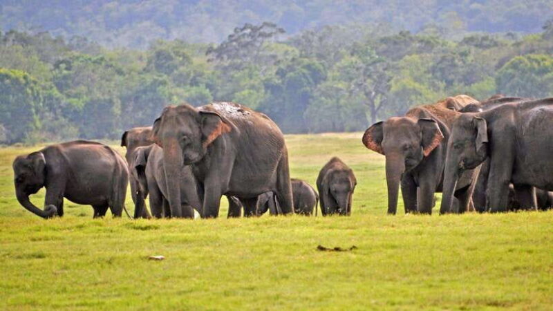 From Tangalle / Hiriketiya : Yala Safari tour & Drop - Ella - The Sum Up