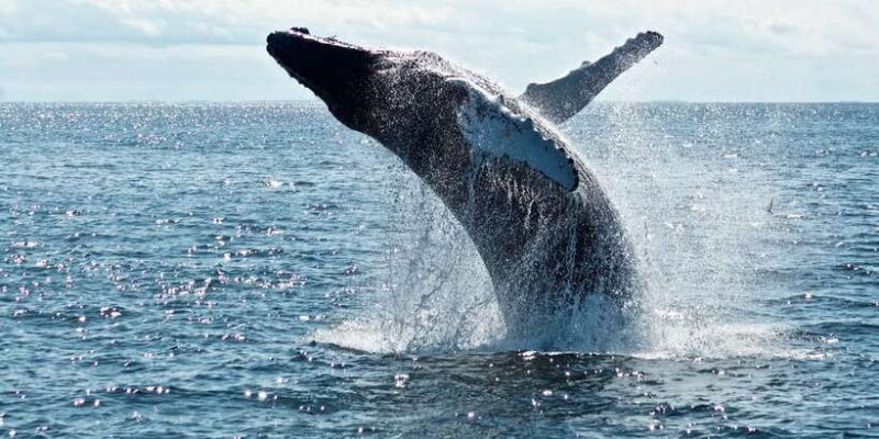 From Tangalle: Mirissa Whale Watching Tour with Breakfast - The Sum Up: Is This Tour Worth It?