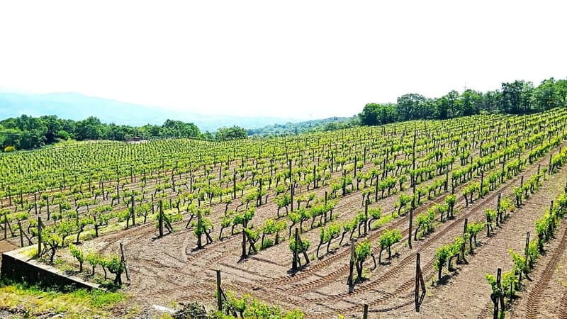 From Taormina: Etna Walking Tour and Wine Tasting in Winery - FAQ