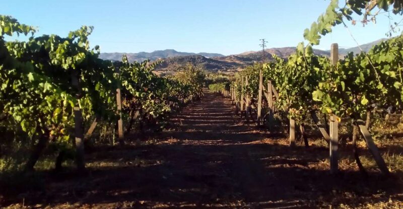 From Taormina: Etna Wineries Small Group Tour - A Closer Look at the Itinerary and What You Can Expect