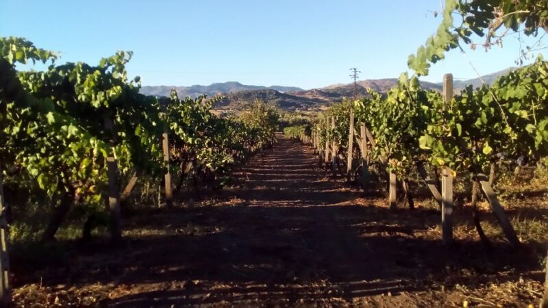 From Taormina: Etna Wineries Small Group Tour - The Sum Up