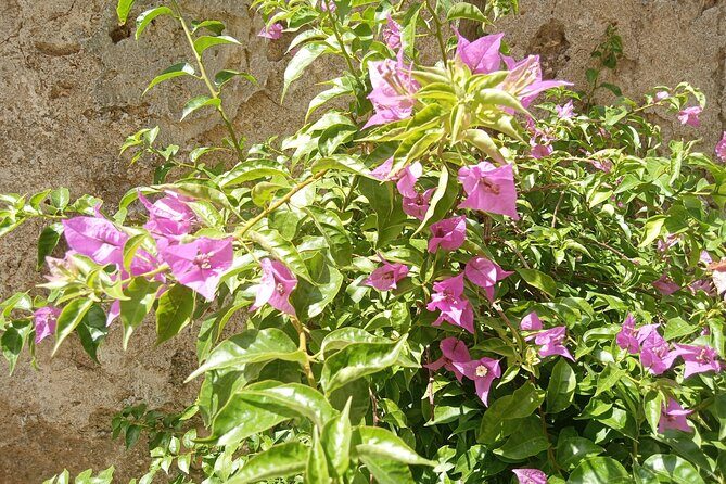 From Taormina Godfather Private Tour Forza D'Agrò and Savoca - Experience the Magic of The Godfather in Sicily: A Detailed Review of the Private Tour from Taormina