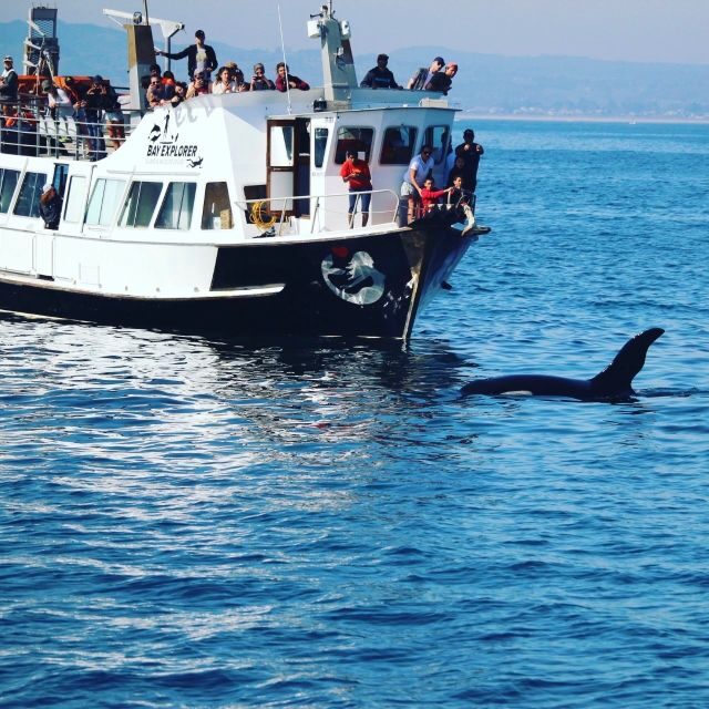 From Tauranga: Dolphin and Wildlife Cruise - The Itinerary and What You’ll Encounter