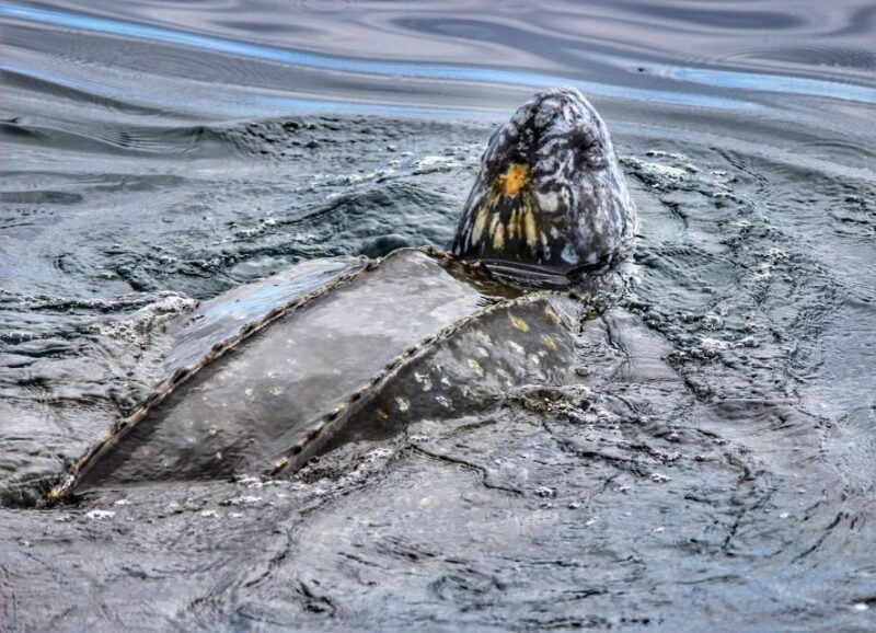 From Tauranga: Dolphin and Wildlife Cruise - Who Is This Tour Best For?