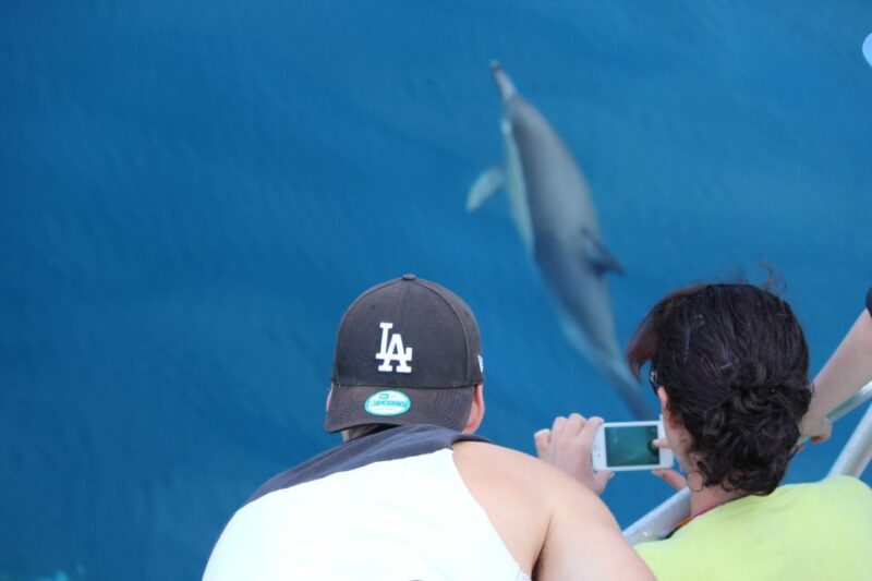 From Tauranga: Dolphin and Wildlife Cruise - The Sum Up