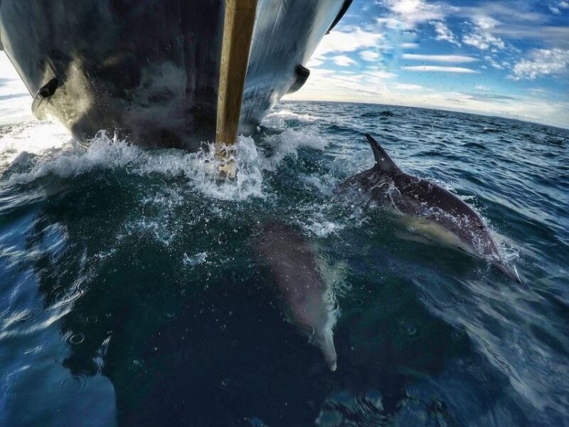 From Tauranga: Dolphin and Wildlife Cruise - FAQs