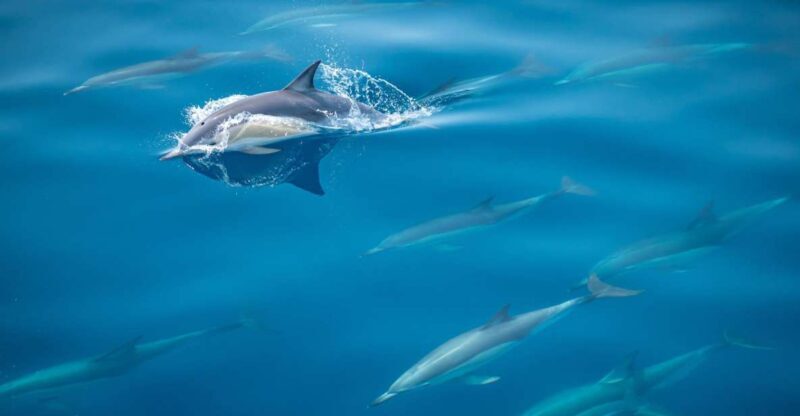 From Tauranga: Half-Day Swimming with Dolphins Tour - Key Points
