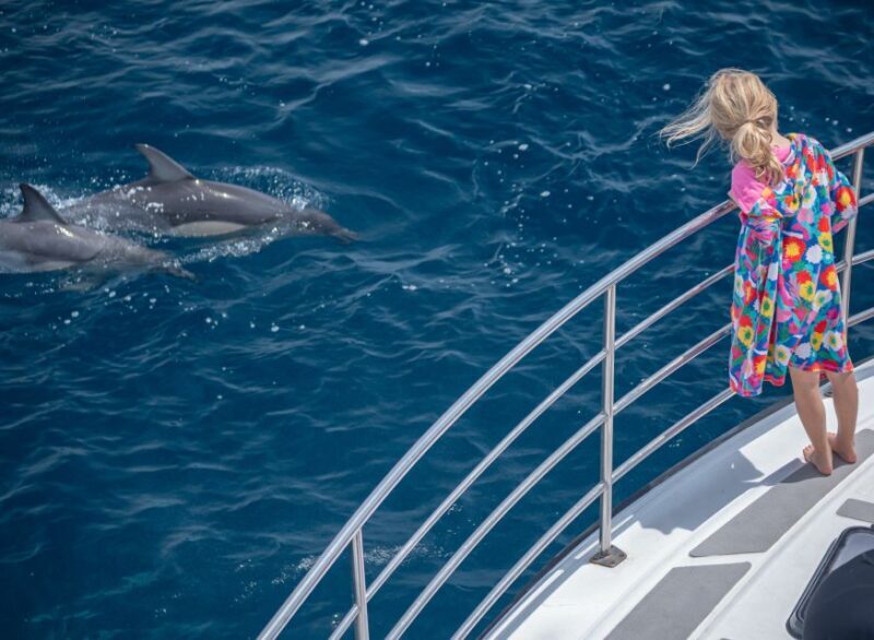 From Tauranga: Half-Day Swimming with Dolphins Tour - What You Can Expect on This Tour