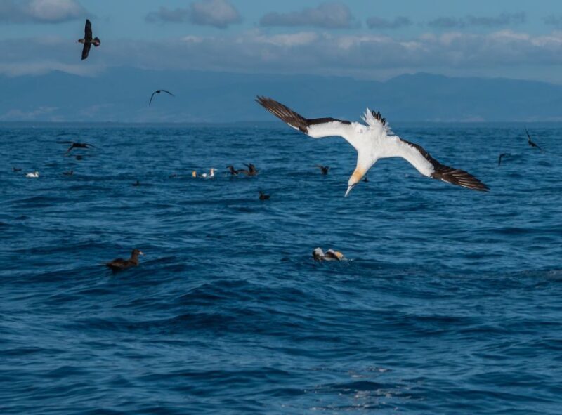 From Tauranga: Half-Day Swimming with Dolphins Tour - The Sum Up: Is It Worth It?