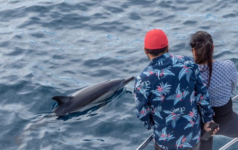 From Tauranga: Half-Day Swimming with Dolphins Tour - FAQ
