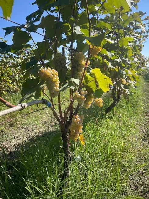 From Tbilisi: Kakheti Day Trip with Wine Tasting - Practical Tips for Travelers