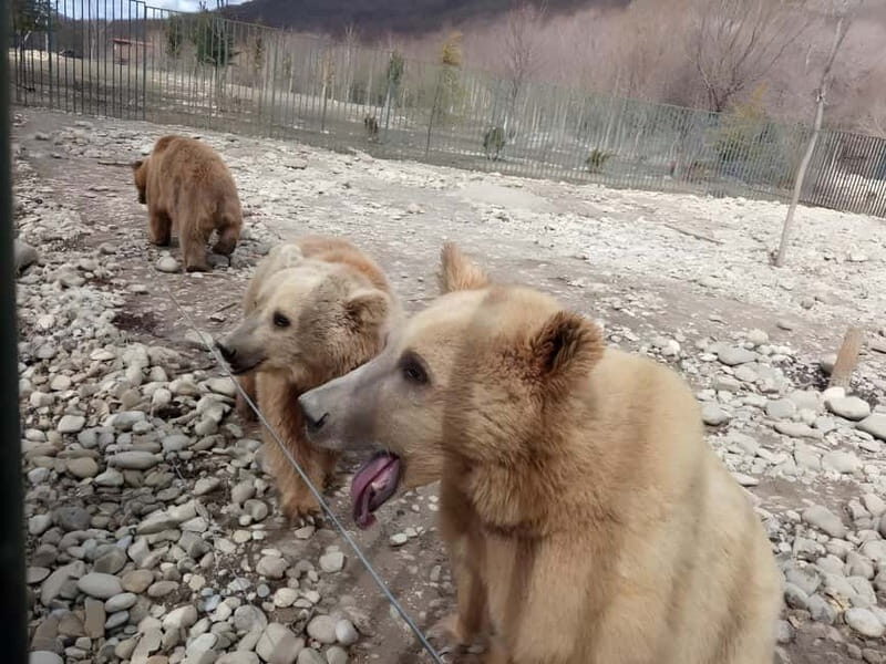 From Tbilisi: Sabaduri, Bears, Jvari & Chronicle of Georgia - Introduction