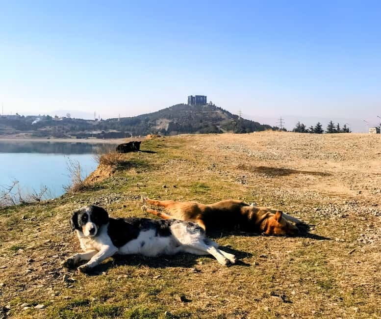 From Tbilisi: Sabaduri, Bears, Jvari & Chronicle of Georgia - The Sum Up