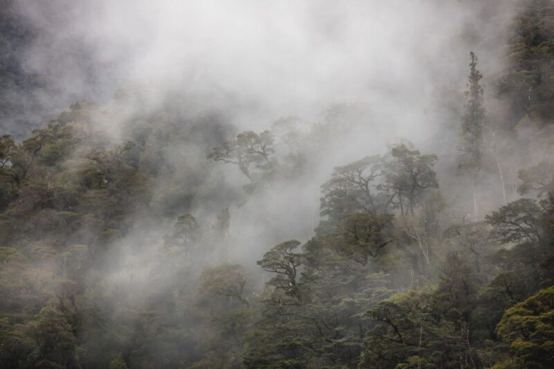 From Te Anau: Doubtful Sound Coach & Cruise - Key Points