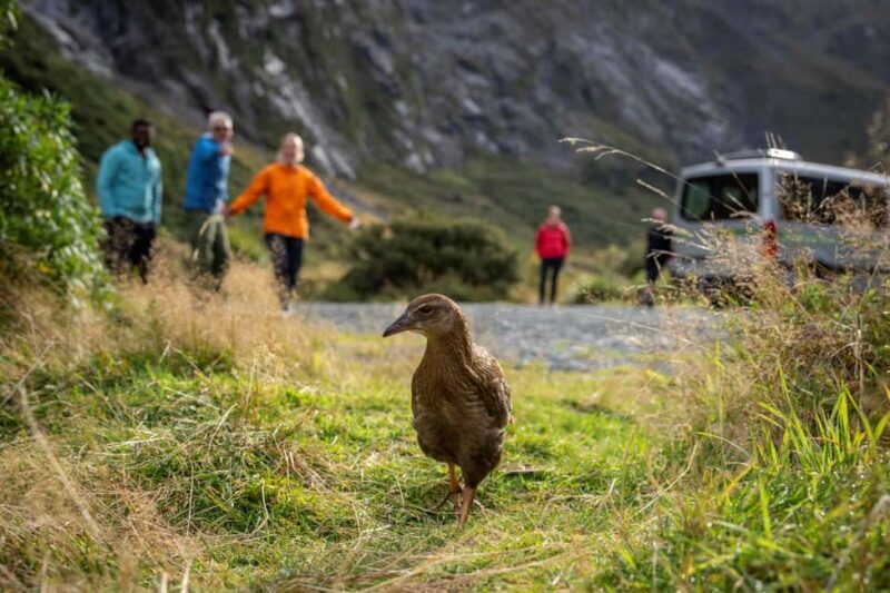From Te Anau: Milford Sound Coach, Cruise, and Walks - Price and Overall Value