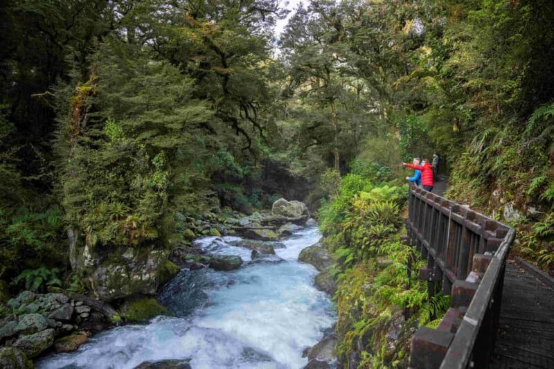 From Te Anau: Milford Sound Coach, Cruise, and Walks - Final Thoughts