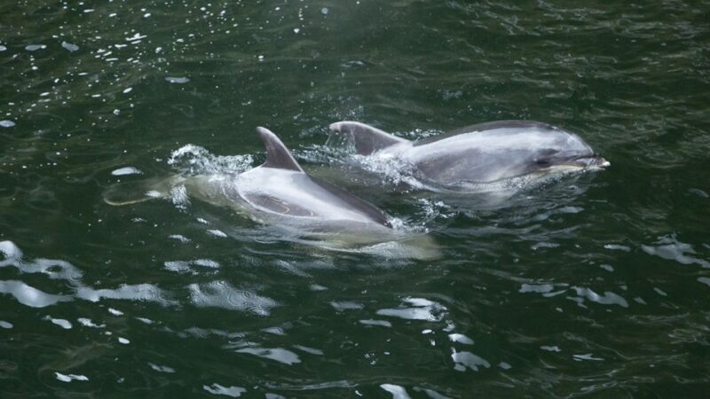 From Te Anau: Milford Sound Tour with Cruise and Lunch - Who Will Love This Tour?