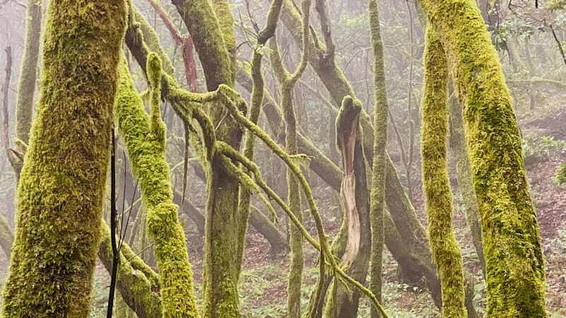 From Tenerife South: La Gomera Full-Day Trip with Transfers - Introduction: What You Can Expect from the La Gomera Day Trip
