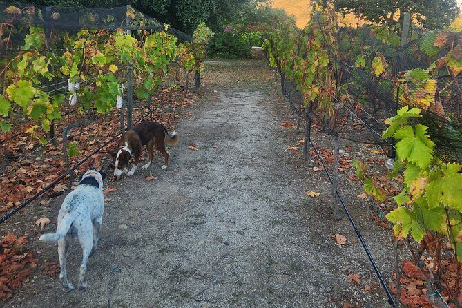 From the Border Valle de Guadalupe Private Wine Tour - Who Will Love This Tour?