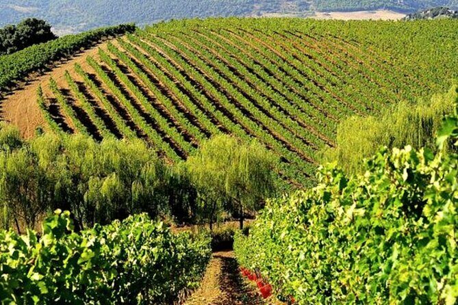 From the Vineyards to the Chalice: A Unique Tasting Experience - From the Vineyards to the Chalice: A Unique Tasting Experience