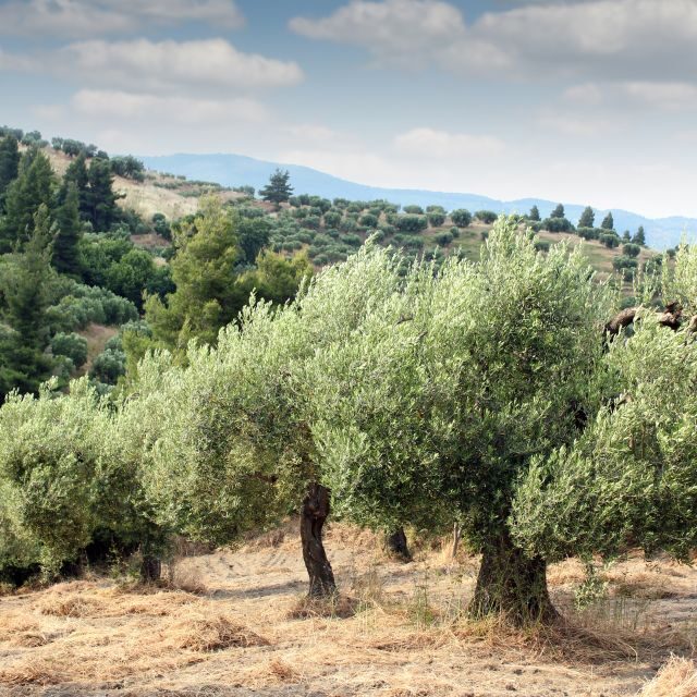 From Thessaloniki: Chalkidiki Hidden Gems Private Day Trip - Key Points