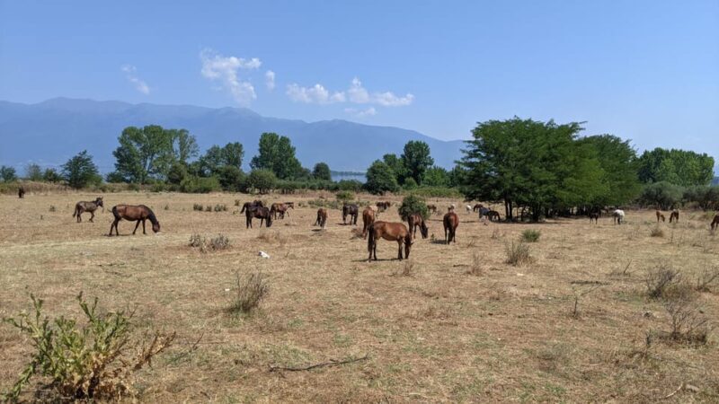 From Thessaloniki: Lake Kerkini, Boat Ride & Winery Day Tour - Tasting Buffalo Milk Products: A Local Specialty