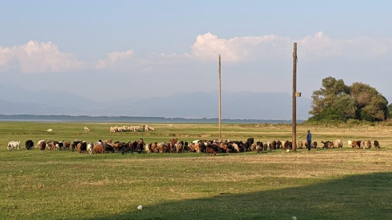 From Thessaloniki: Lake Kerkini, Boat Ride & Winery Day Tour - FAQs