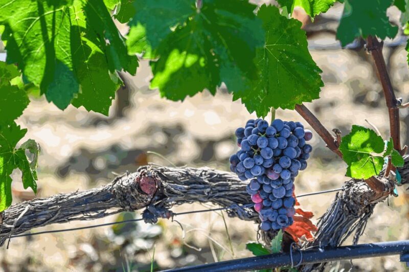 From Thessaloniki: Pella-Edessa-Naousa wine tasting - Starting Point: Ease of Pickup and Transportation