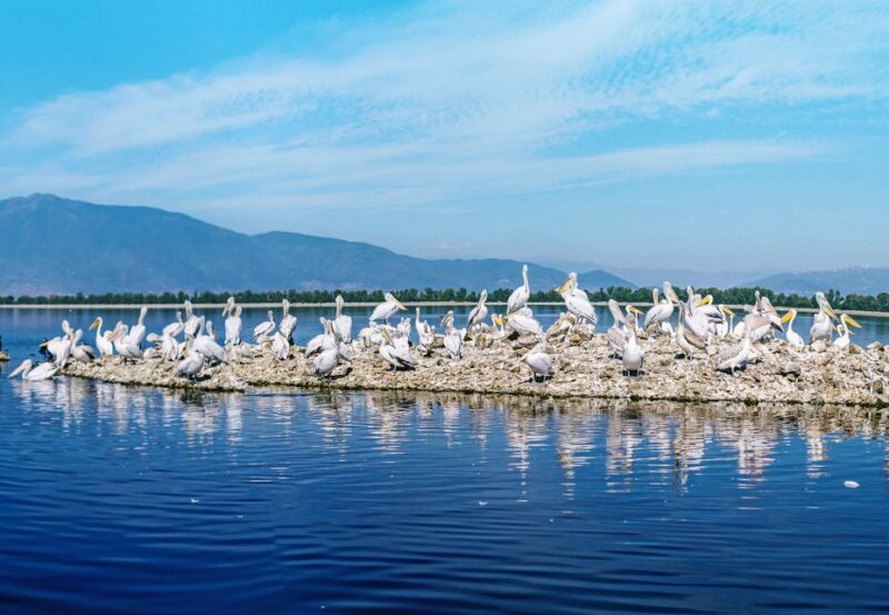 From Thessaloniki: Private Day Trip to Kerkini Lake - An In-Depth Look at the Kerkini Lake Day Trip