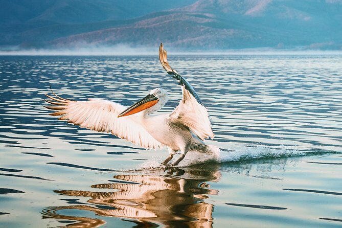 From Thessaloniki: Private Day Trip to Kerkini Lake - Introduction to the Tour Experience