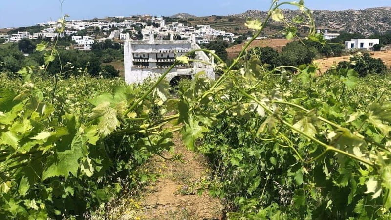 From Tinos: Stemnitsa Winery Tour with Tasting - The Itinerary Breakdown: What Youll Experience