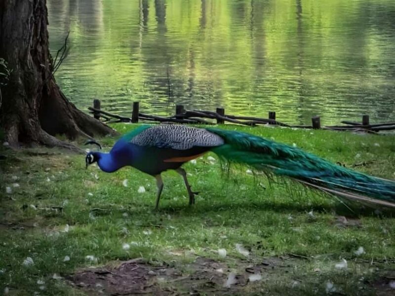 From Tirana 3 Day Lin, Lake Ohrid, Pogradec and Korca - Final Thoughts