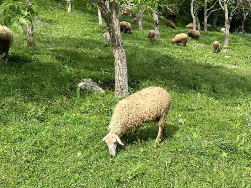 From Tirana: Bovilla Lake & Gamti Mountain Viewpoint Hike - The Sum Up: Is This Tour Worth It?
