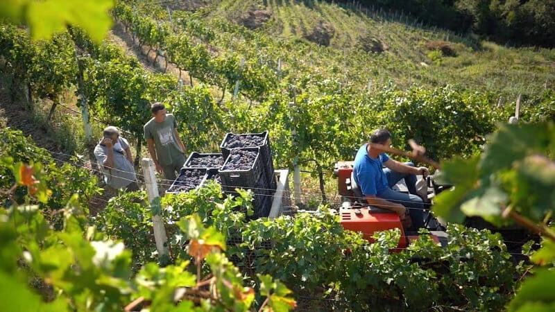 From Tirana/Durres/Golem: Cape of Rodon & Wine Tasting Tour. - Practical Tips for Travelers