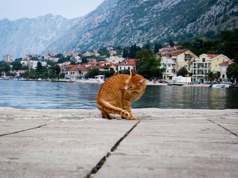 From Tirana: Privat Day Trip to Budva & Kotor in Montenegro - Final Thoughts