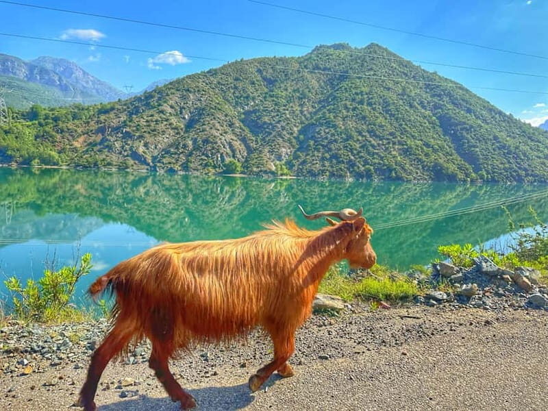 From Tirana/Shkodra: Komani Lake and Shala River Day Trip - Key Points