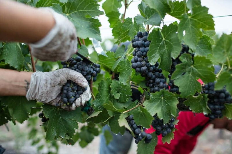 From Tirana: Wine Tasting & Durres Small Group Tour - Who Will Love This Tour?