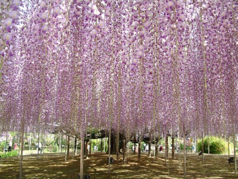 From Tokyo: Ashikaga Flower Park and Hitachi Park Tour - An In-Depth Look at the Tour Experience