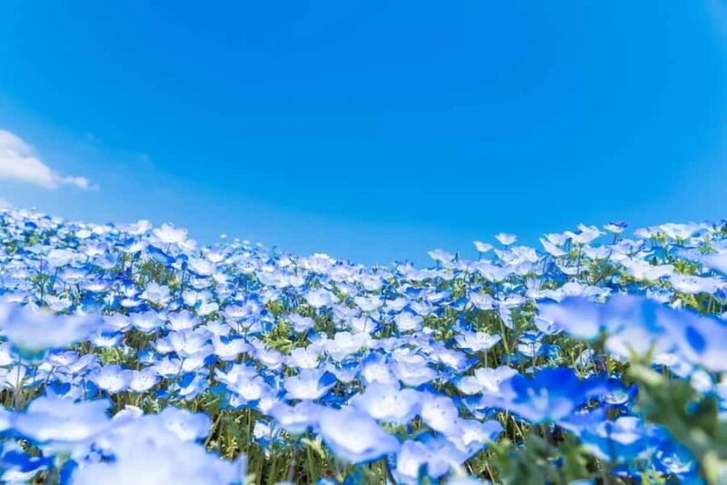 From Tokyo: Ashikaga Flower Park and Hitachi Park Tour - The Value of the Tour