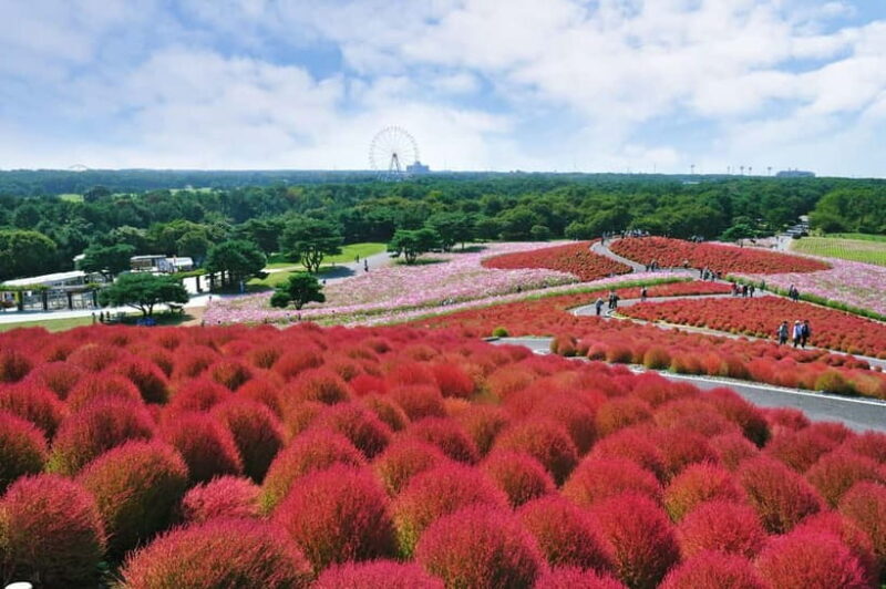 From Tokyo: Hitachi seaside Park & Oarai Isosaki Shrine Tour - Key Points